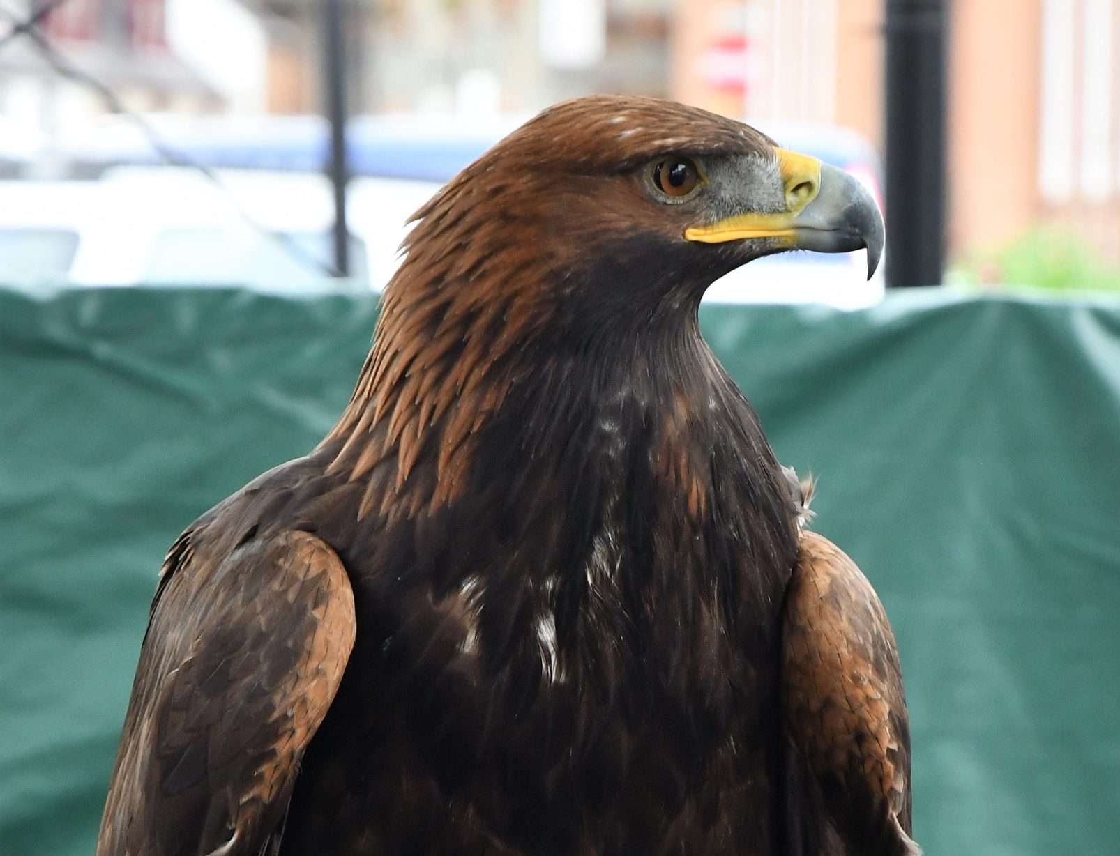 Moffat Eagle Festival Family Fun Day | Southern Uplands Partnership